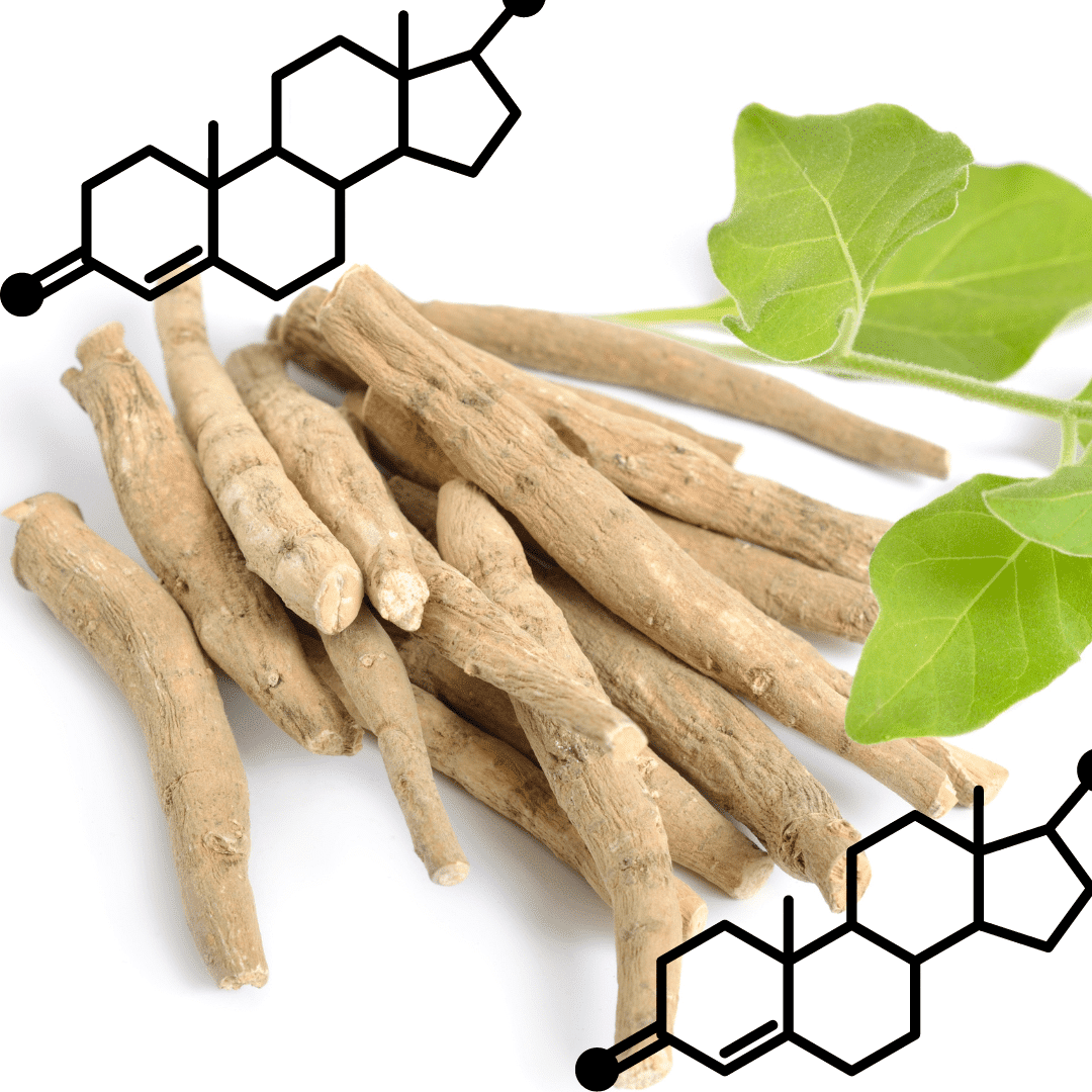 Does Ashwagandha Root Really Have A Link To Increased Testosterone In Does Ashwagandha Root Really Have A Link To Increased Testosterone In